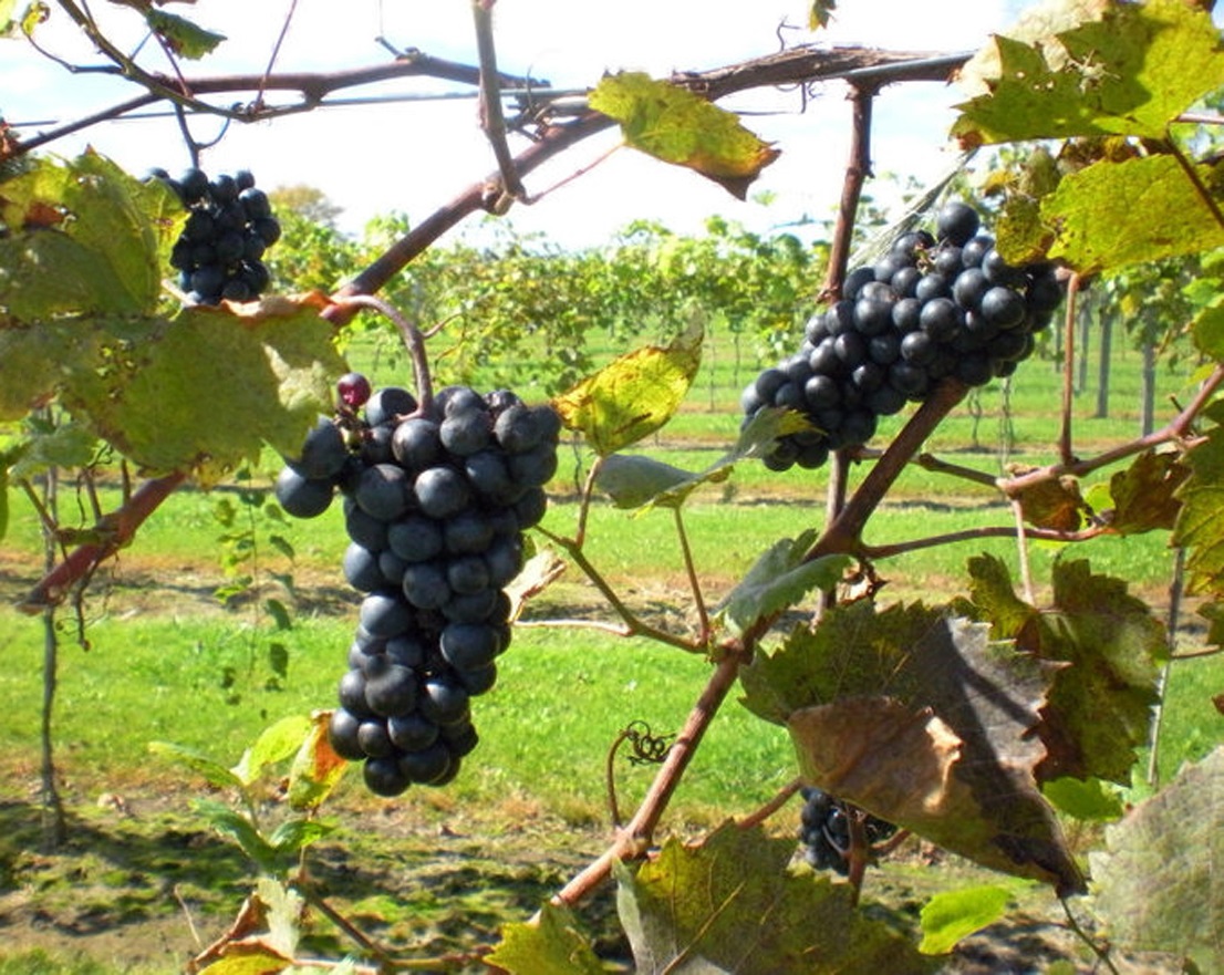 Night Light - Red Grape Vine | Nightlights | Happy Hour 5pm